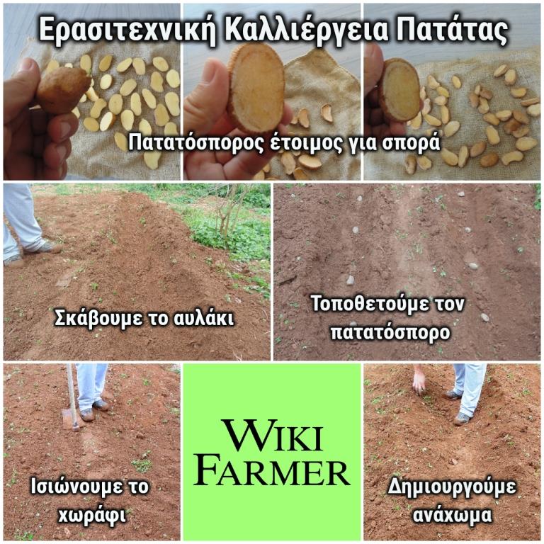 Πώς να φυτέψουμε πατάτες στον κήπο μας | Wikifarmer