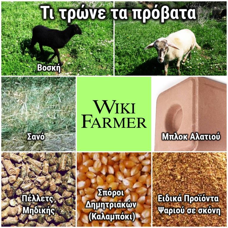 Πώς να ταΐσετε τα πρόβατα – Τι τρώνε τα πρόβατα | Wikifarmer