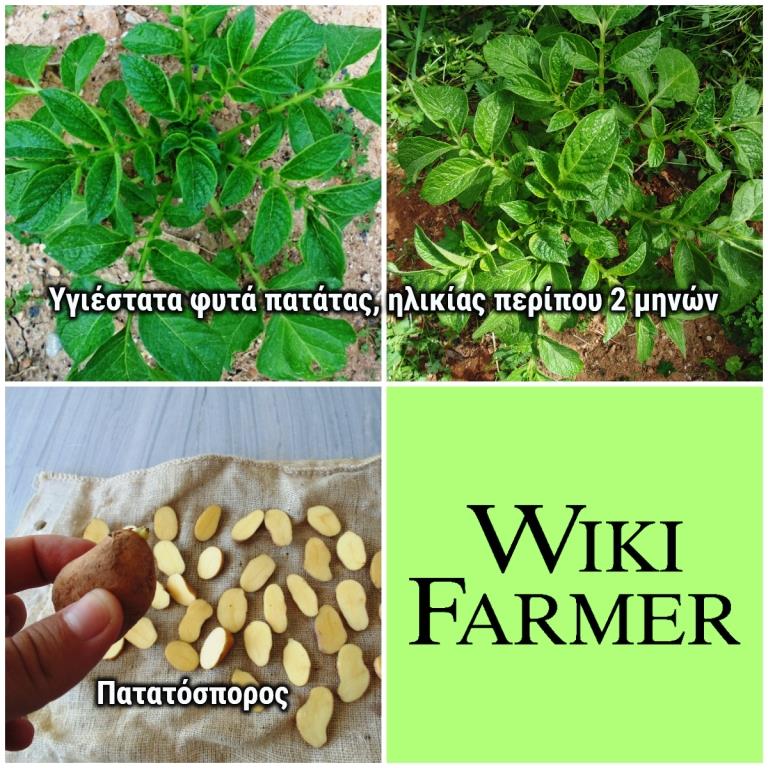 Το φυτό της πατάτας | Wikifarmer