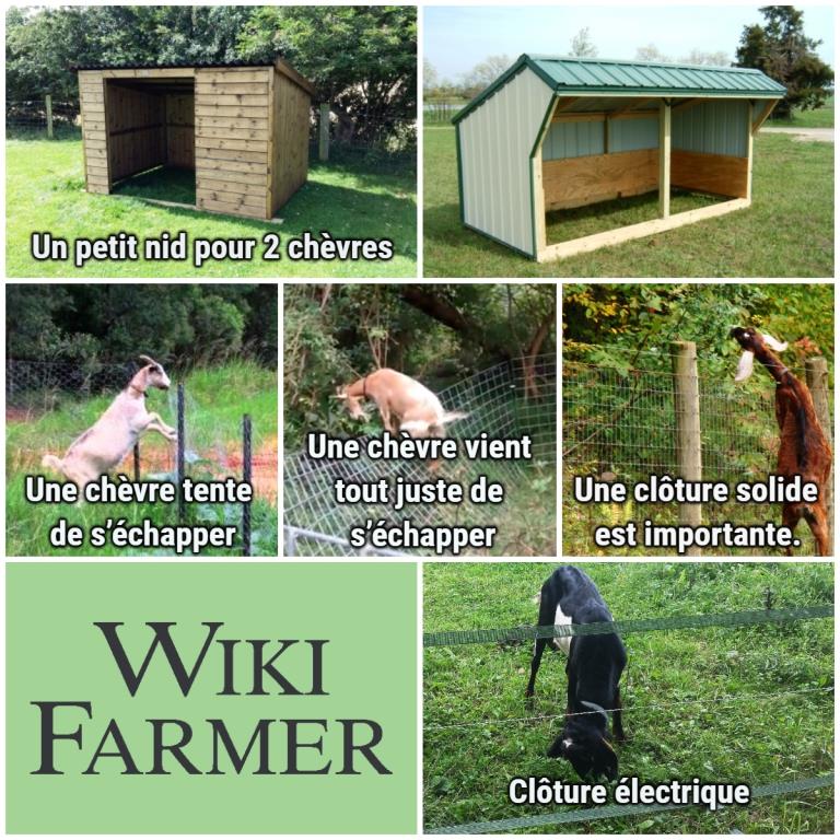 Abriter des chèvres – Construire une chèvrerie | Wikifarmer