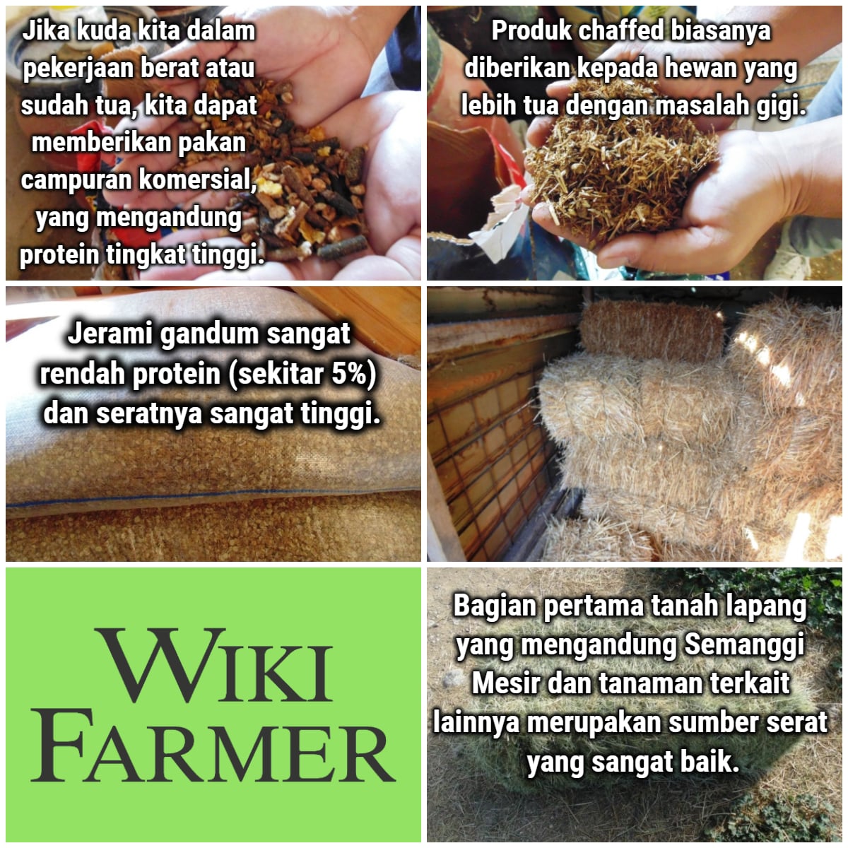 Cara Memberi Makan Kuda | Wikifarmer