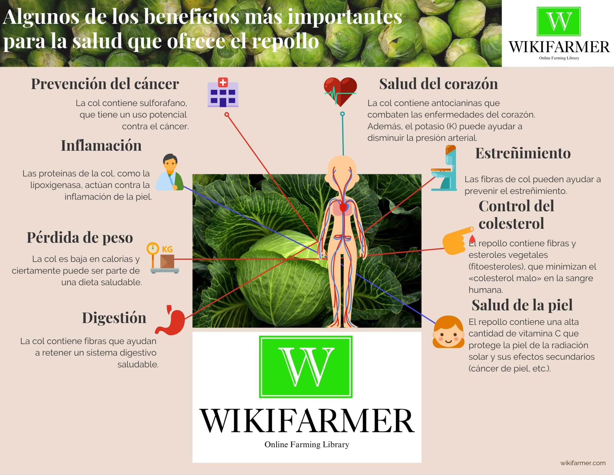 Repollo: Información, Hechos y Beneficios | Wikifarmer