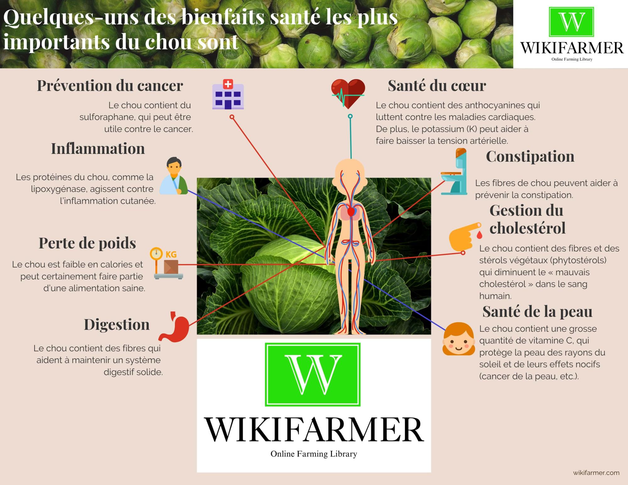 Chou: Infos, données et bienfaits | Wikifarmer