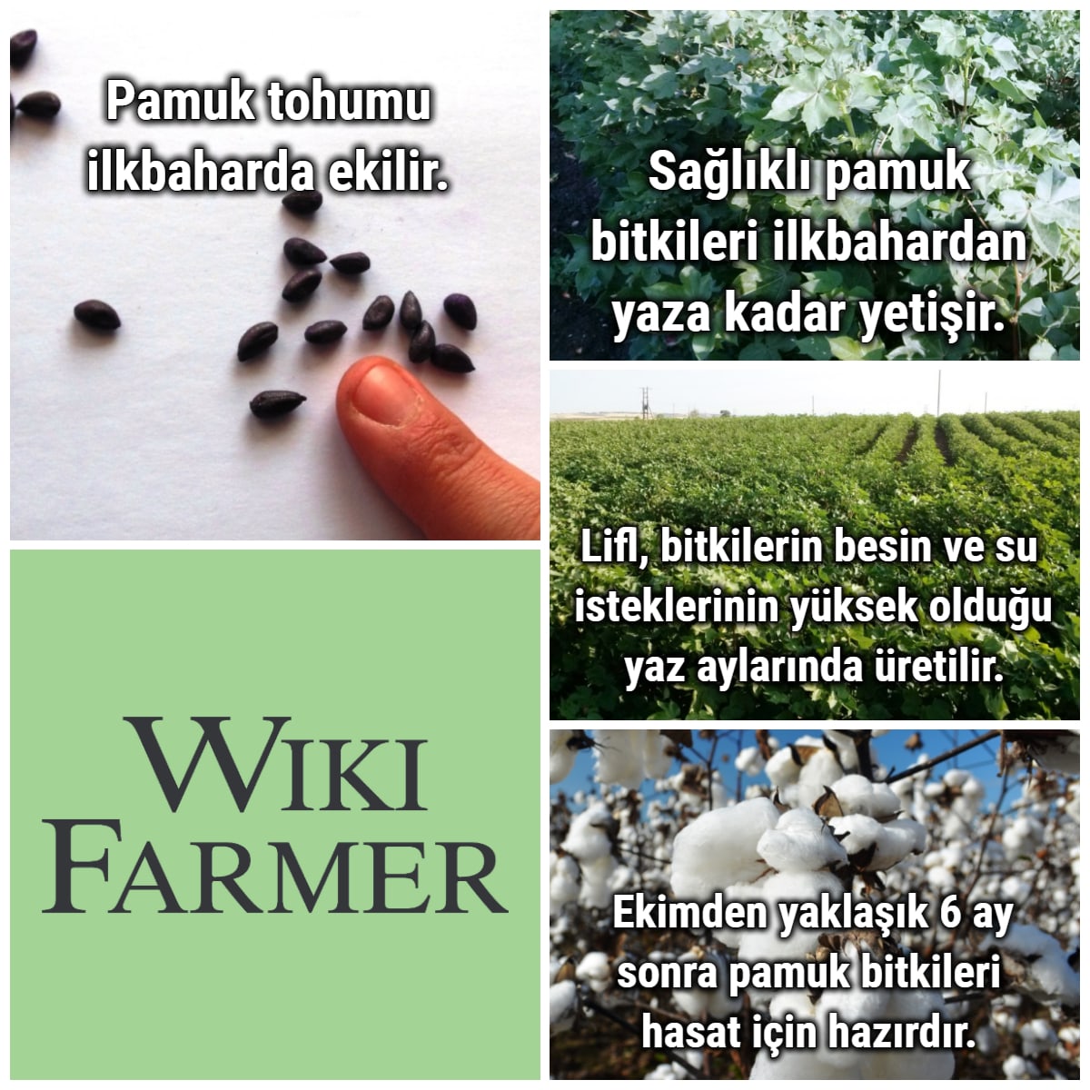 Pamuk Nasıl Yetiştirilir? | Wikifarmer
