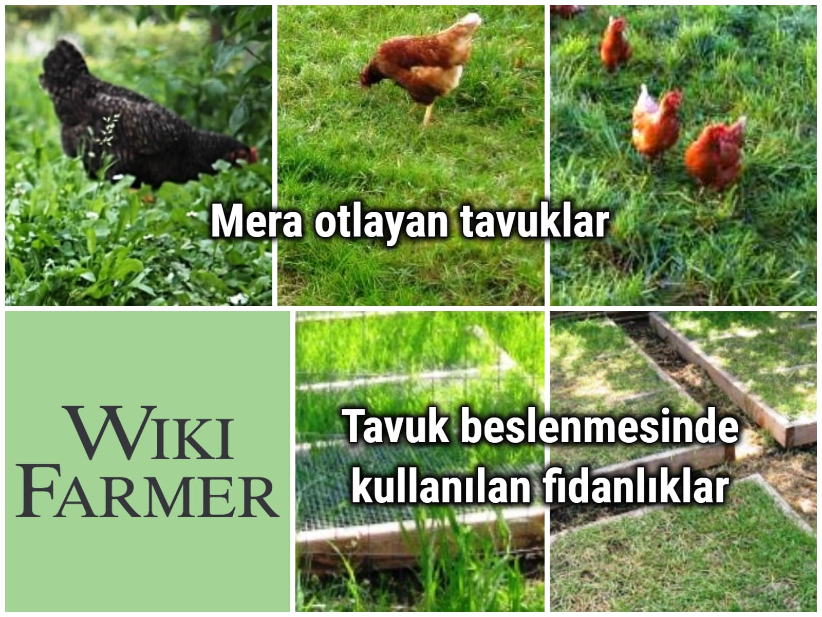 Tavuklar nasıl beslenir? | Wikifarmer