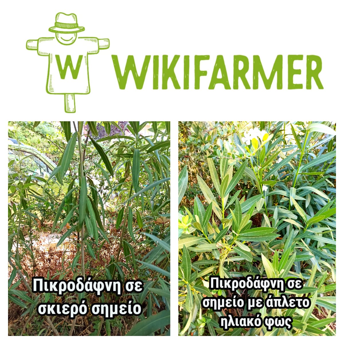 Πικροδάφνη: Ο πολύχρωμος φυτοφράχτης της Μεσογείου | Wikifarmer