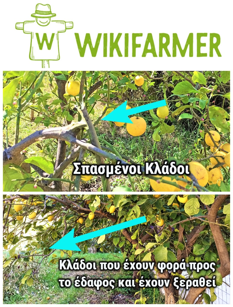 Συμβουλές για το Σωστό Κλάδεμα Καρποφόρων Δέντρων του Κήπου μας ...