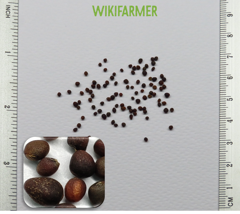 Brassica oleracea - graines de Chou-rave rouge | Wikifarmer