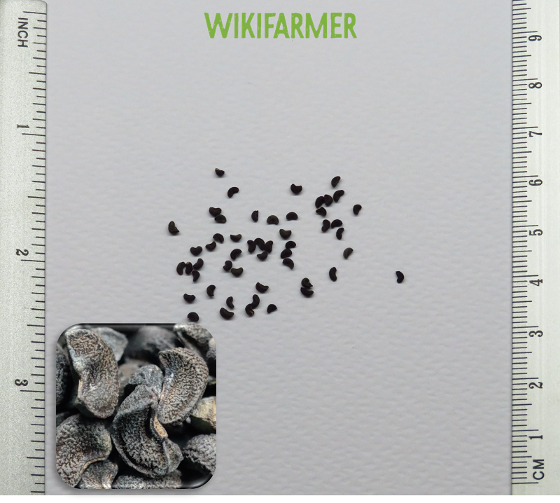 Ruta graveolens - semillas de Ruda | Wikifarmer