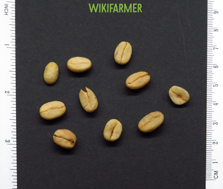 Coffea arabica - sementes de Café árabe | Wikifarmer