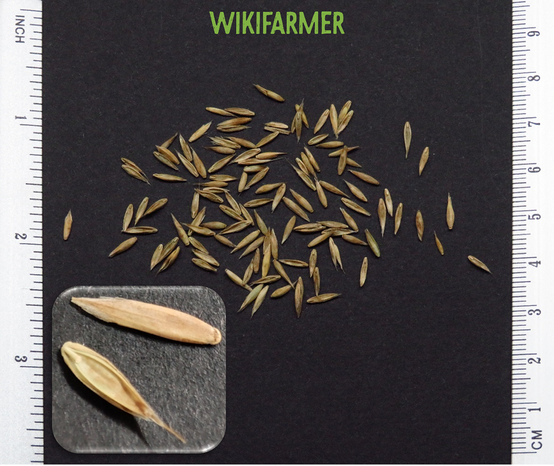 Festuca arundinacea - sementes de Festuca | Wikifarmer