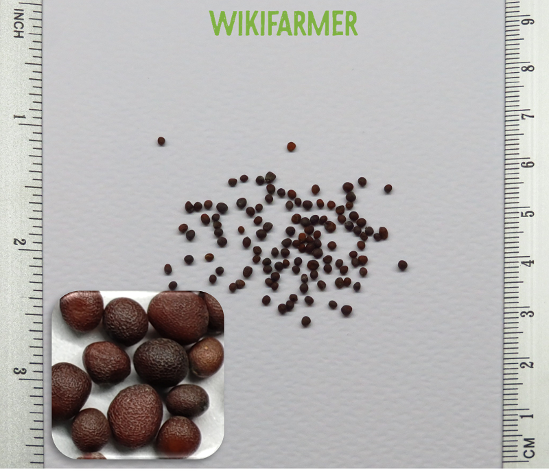 Sinapis nigra - Zwarte mosterd zaden | Wikifarmer