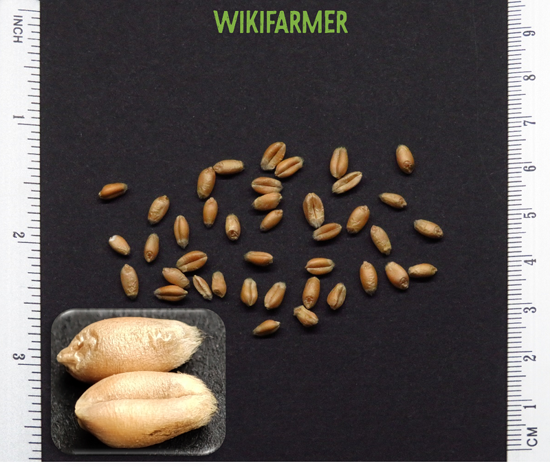 Triticum aestivum L. - 普通小麦 种子 | Wikifarmer