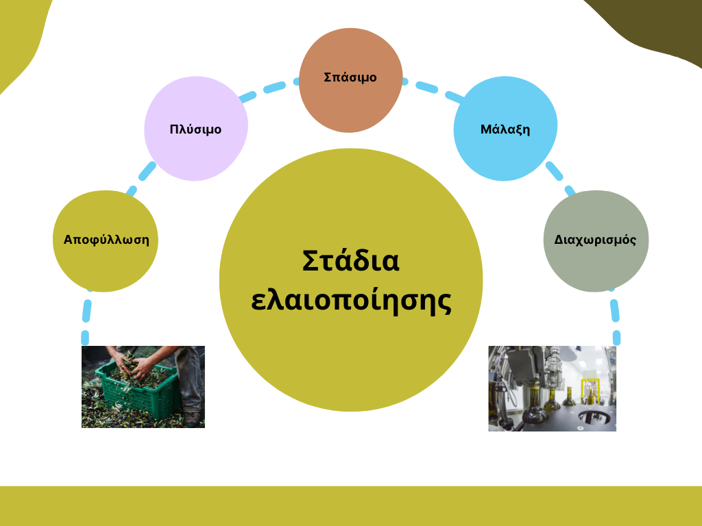Στάδια Ελαιοποίησης | Wikifarmer