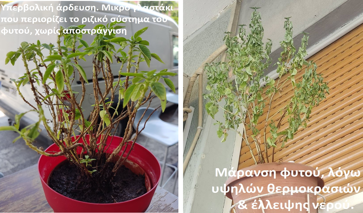 Βασιλικός σε γλάστρα και στον κήπο – Πλήρης οδηγός φροντίδας | Wikifarmer