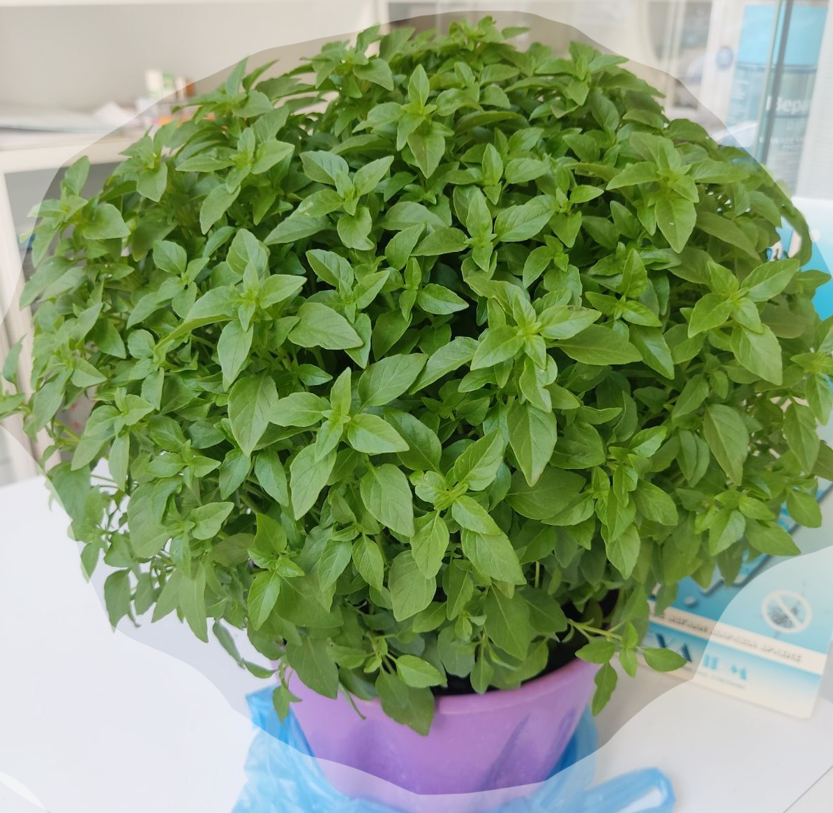 Βασιλικός σε γλάστρα και στον κήπο – Όλα όσα πρέπει να γνωρίζετε ...