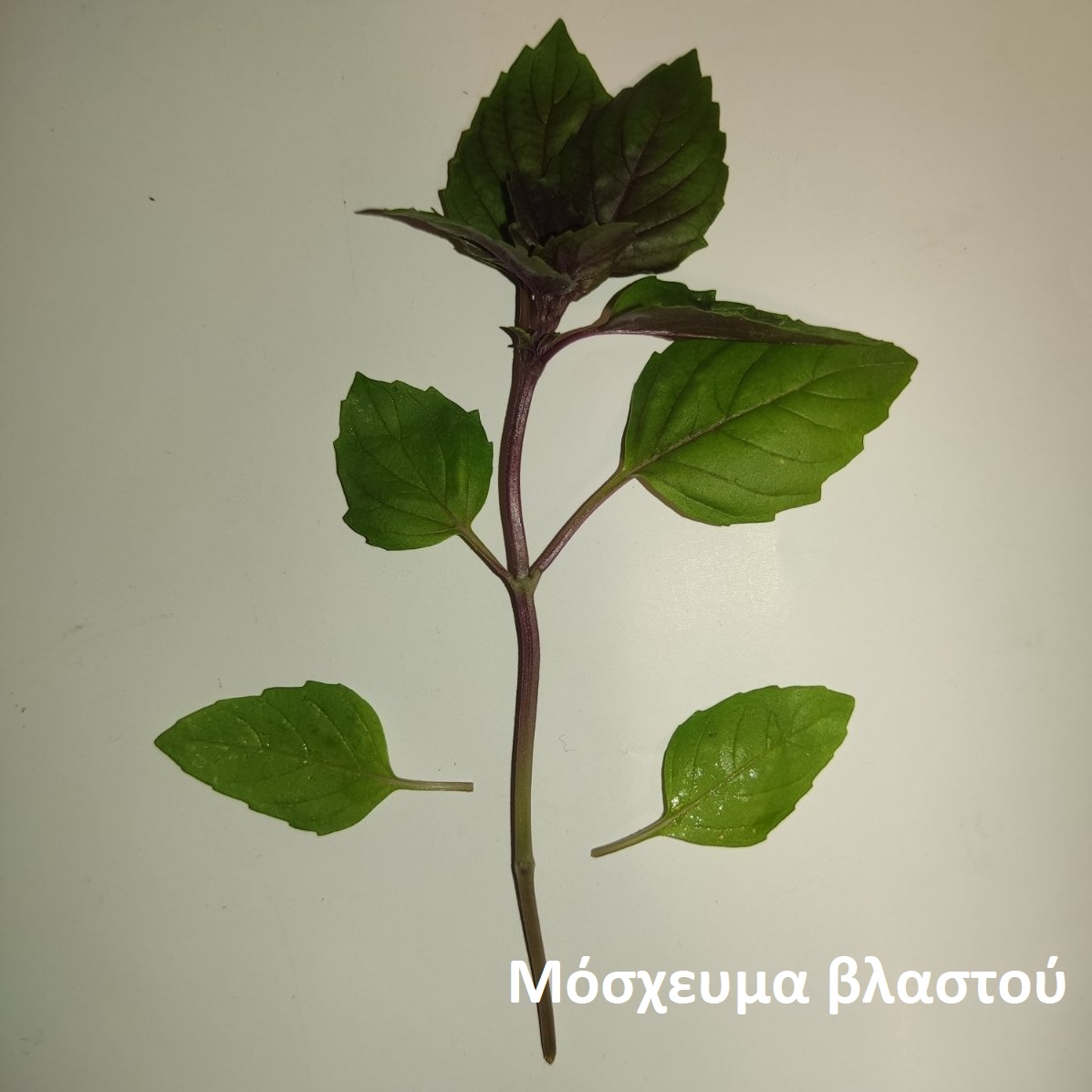 Βασιλικός σε γλάστρα και στον κήπο – Πλήρης οδηγός φροντίδας | Wikifarmer