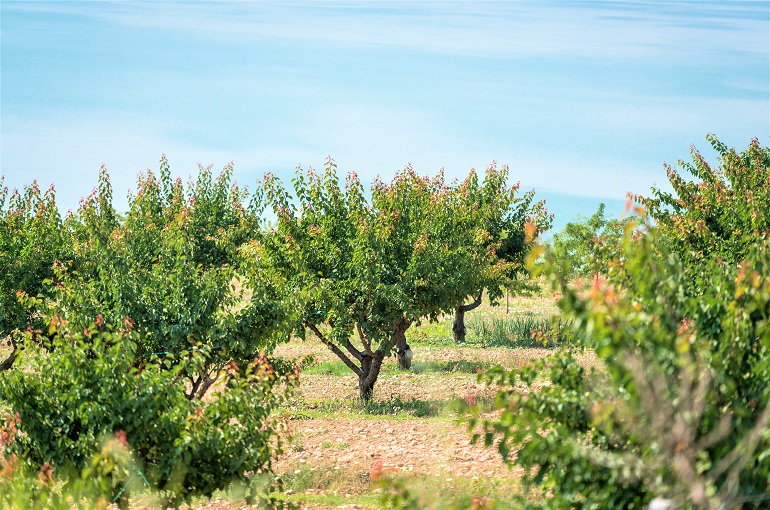 Επαγγελματική Καλλιέργεια Βερικοκιάς | Wikifarmer