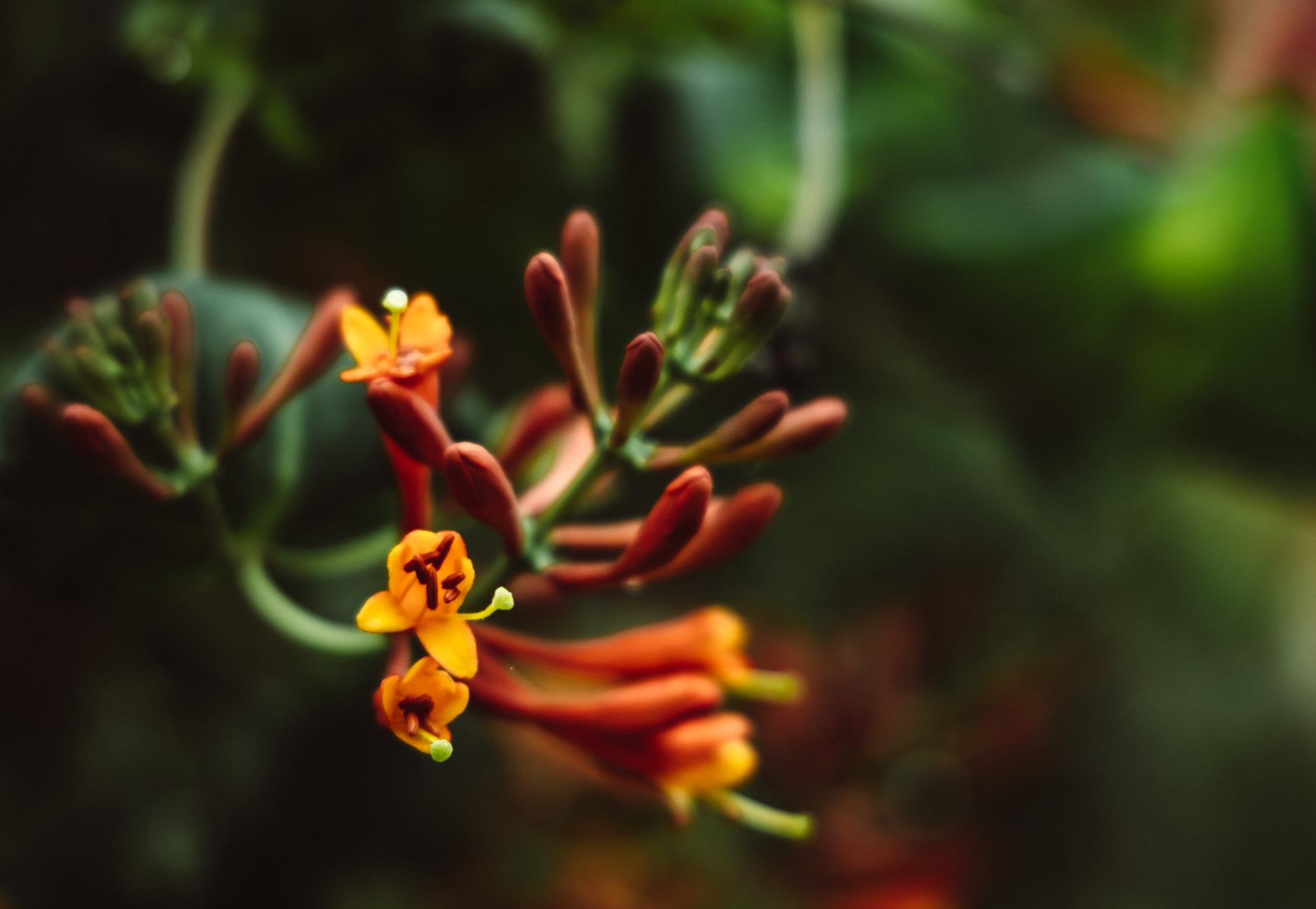 Salt-Tolerant Plants: 10 options for gardens near the sea | Wikifarmer