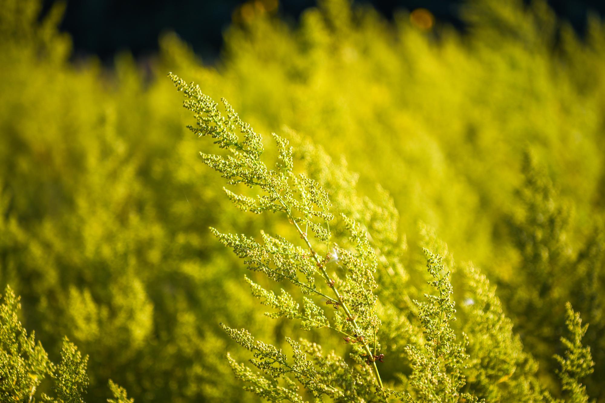 Salt-Tolerant Plants: 10 options for gardens near the sea | Wikifarmer