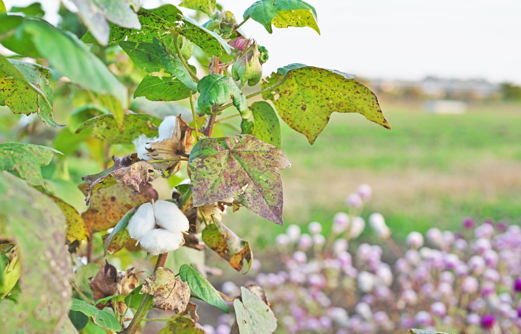 Economics of Integrated Pest Management Adoption | Wikifarmer