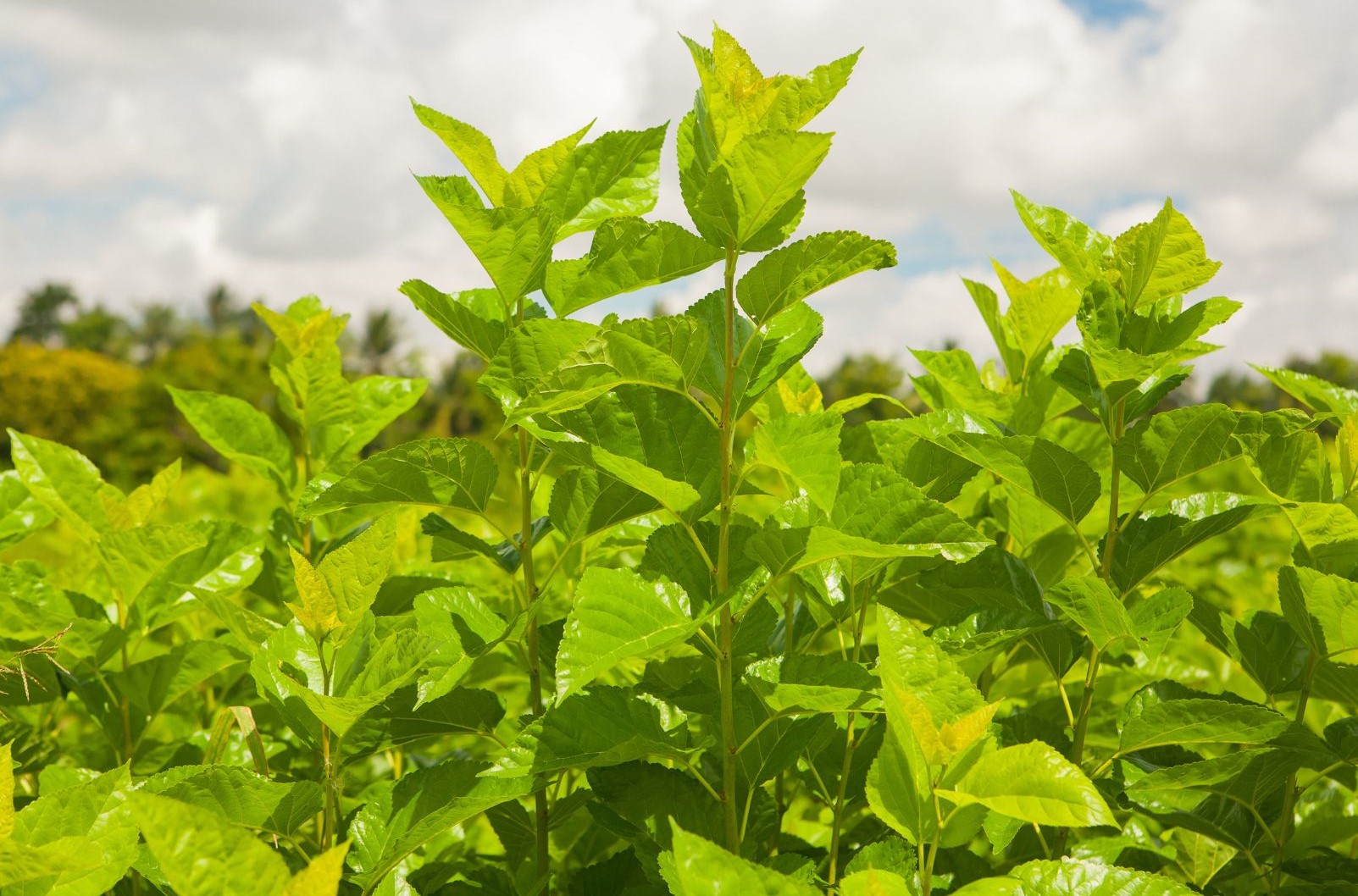 Mulberry as a nutritious animal feed | Wikifarmer