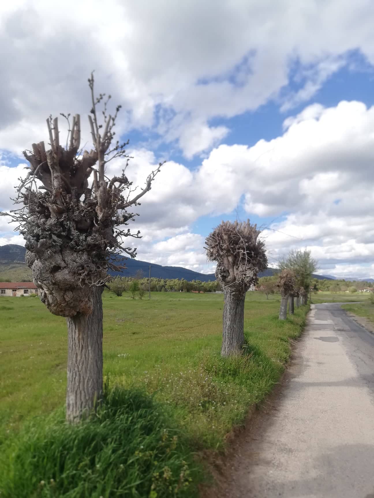 Mulberry as a nutritious animal feed | Wikifarmer