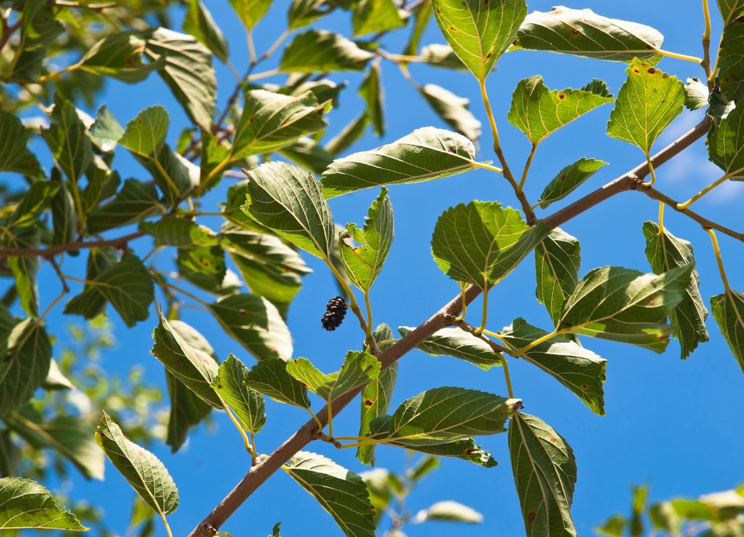 Mulberry as a nutritious animal feed | Wikifarmer