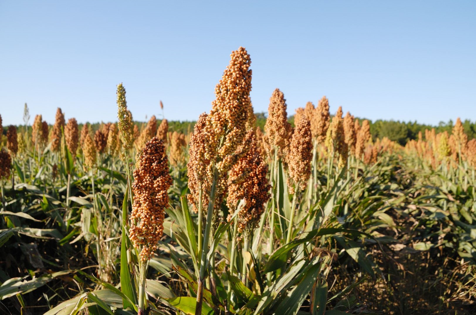 ज्वार पौधा: विशेषताएँ, महत्व, वितरण और उपयोग | Wikifarmer