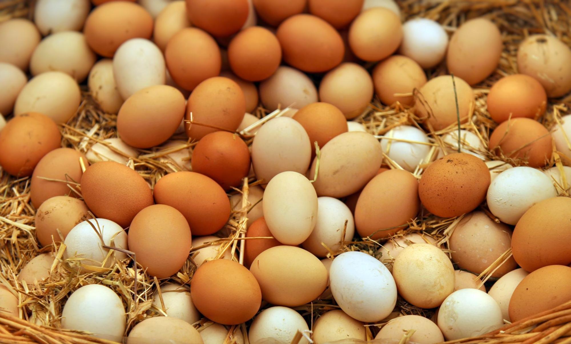 Tipos de huevos avícolas | Wikifarmer