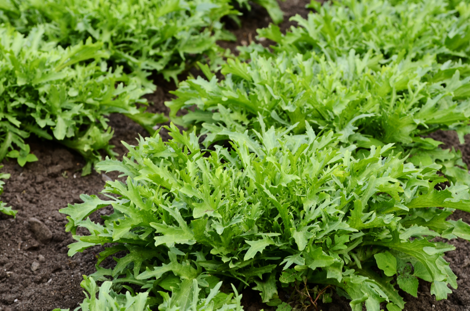 Endive & Escarole Plant Information and Environmental Requirements | Wikifarmer