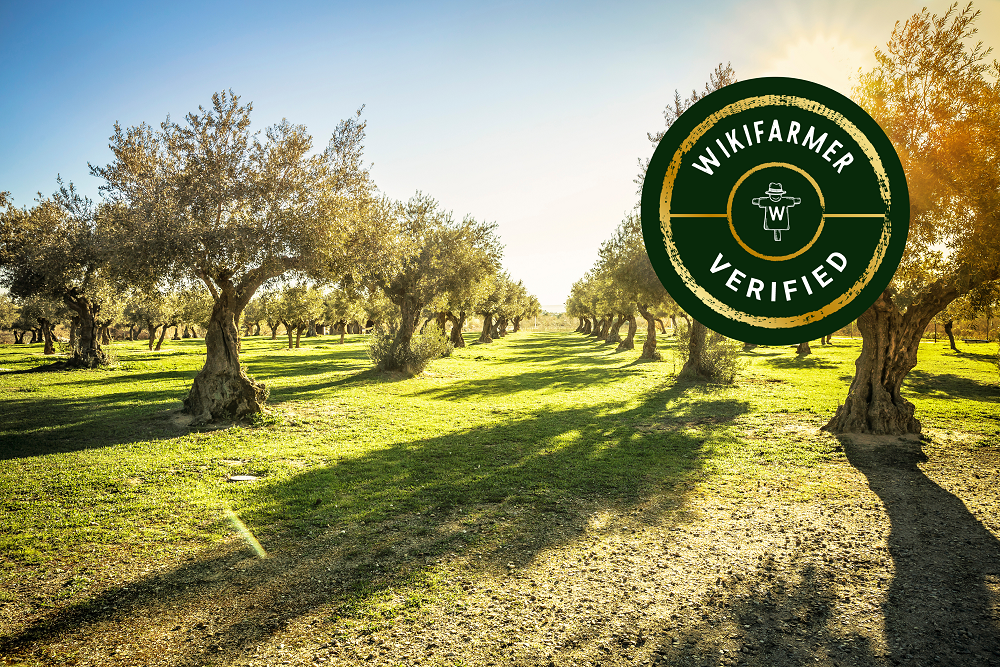 Our Experts: Verified Wikifarmer Expert in Sustainable Olive Oil ...