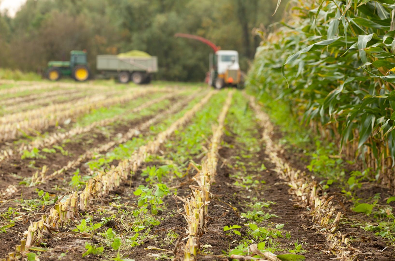 Zero Till Agriculture – A Brief History and Case Study | Wikifarmer