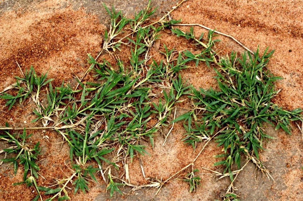 El césped: beneficios, tipos y consejos de mantenimiento | Wikifarmer