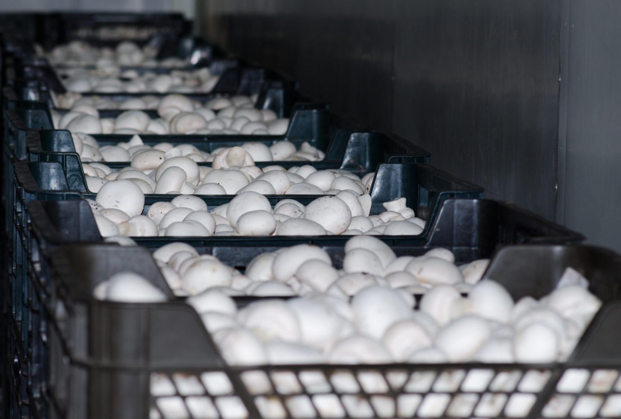 Recolección, producción y manipulación poscosecha de setas | Wikifarmer
