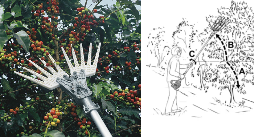 La cosecha del cafeto – recolectar las cerezas del café | Wikifarmer