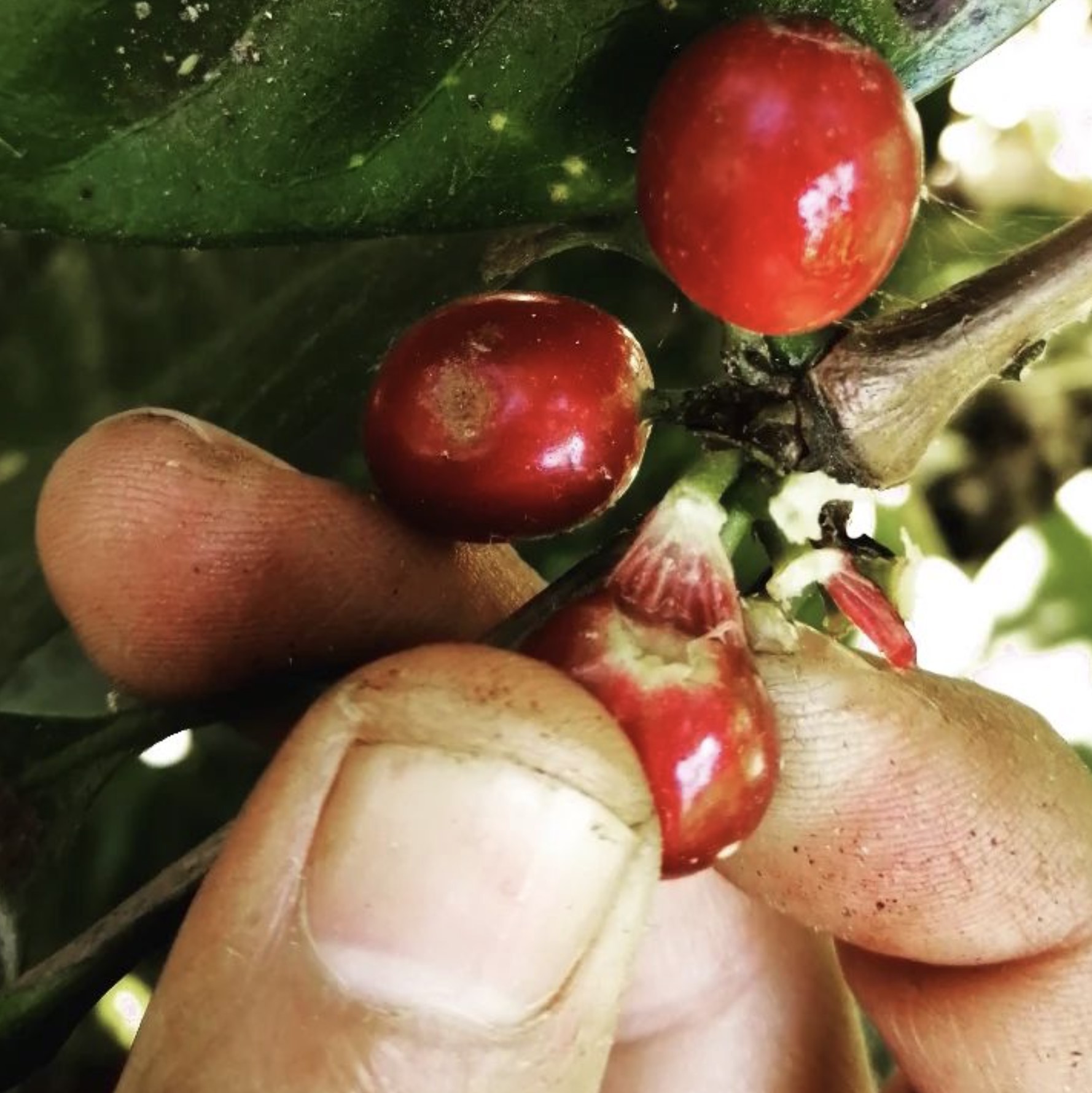 La cosecha del cafeto – recolectar las cerezas del café | Wikifarmer