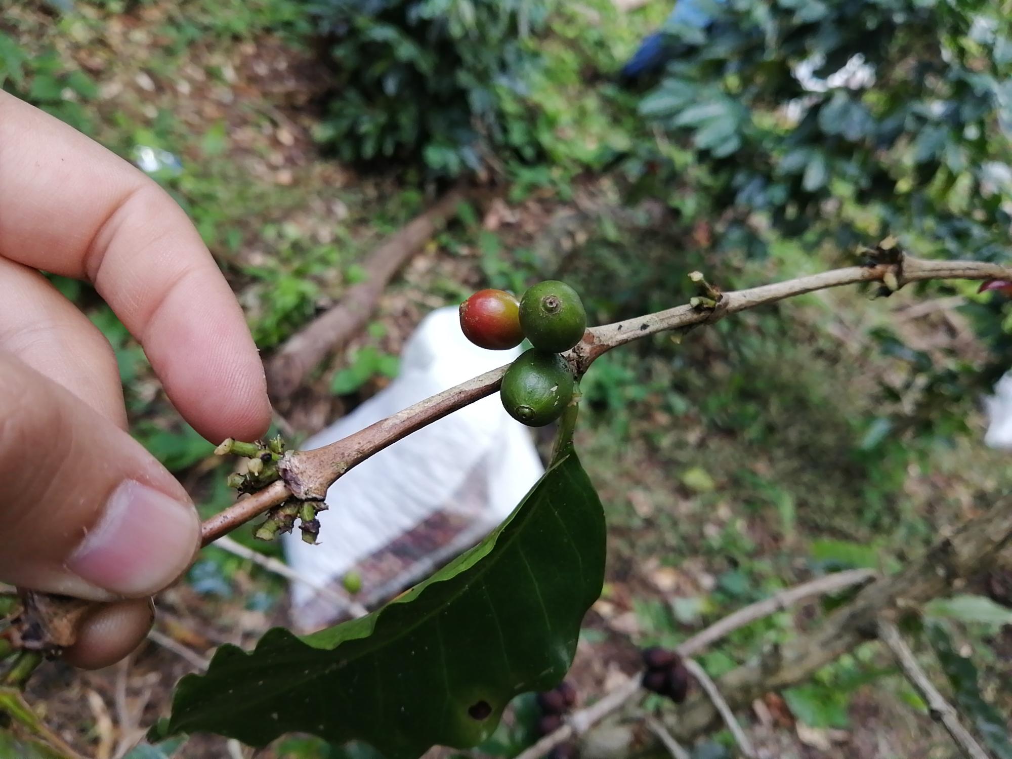 La cosecha del cafeto – recolectar las cerezas del café | Wikifarmer