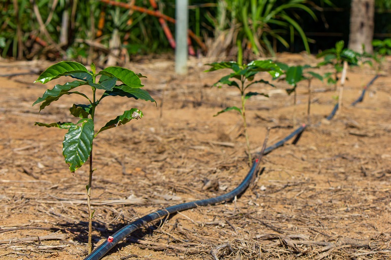 Recoger agua de lluvia para regar los cafetos | Wikifarmer