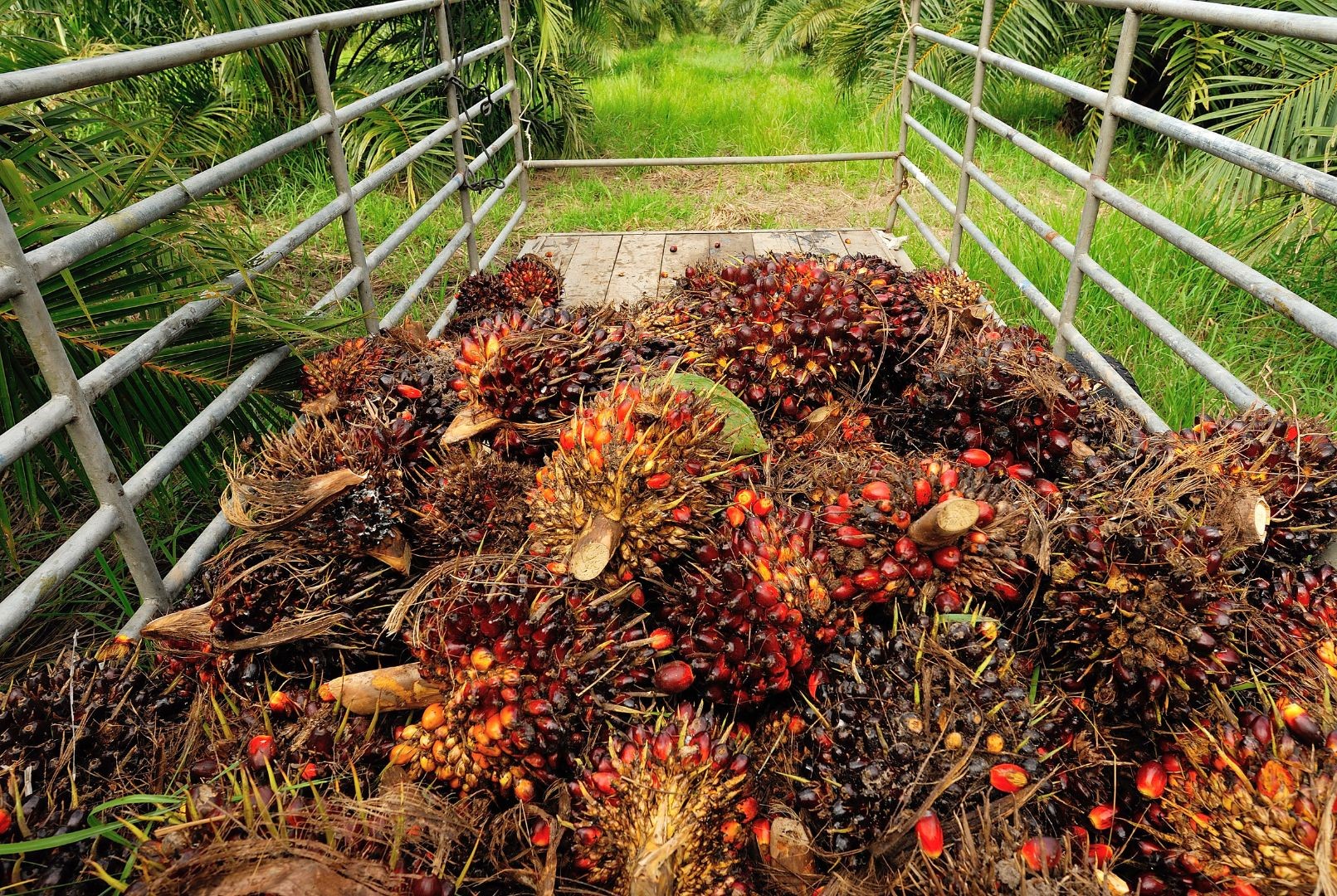 The Versatility and Growth of Palm Oil: From Edible Oil to Sustainable Cultivation in Telangana ...