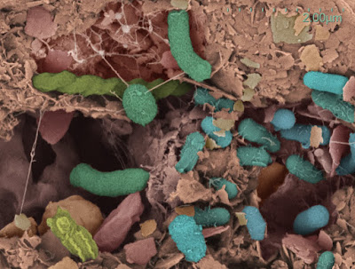 The Role of Soil Microbiome in Sustainable Farming | Wikifarmer