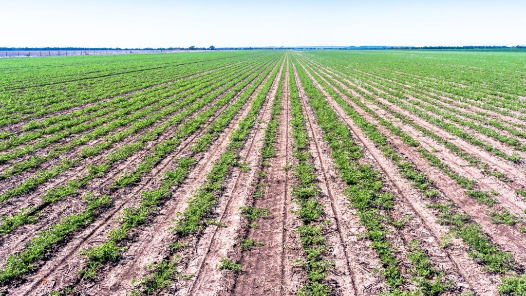 اللوبيا الذهبية: معلومات عن النبات، استخداماته، قيمته الغذائية وفوائده ...