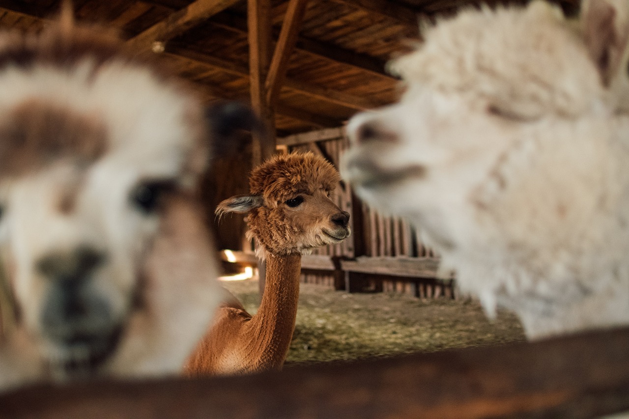 Alpacas: Origins, Characteristics, and Care | Wikifarmer