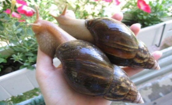 Introduction to Snail Farming: A Beginner's Guide | Wikifarmer