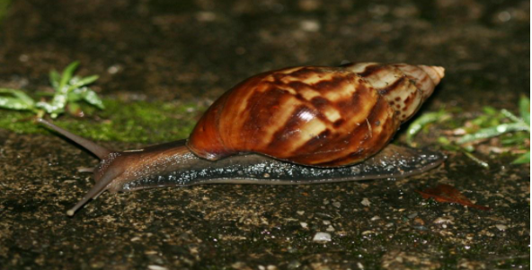 Introduction to Snail Farming: A Beginner's Guide | Wikifarmer
