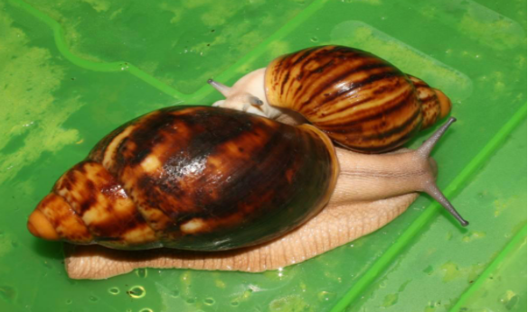 Introduction to Snail Farming: A Beginner's Guide | Wikifarmer