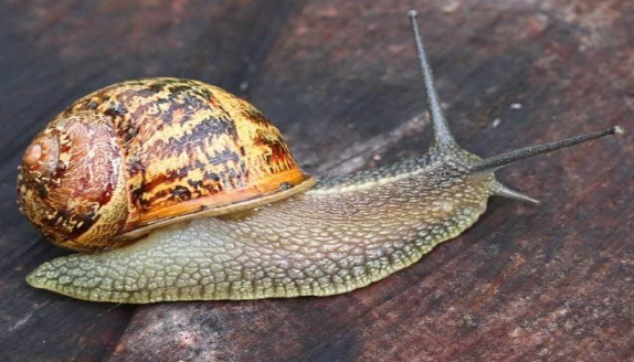 Introduction to Snail Farming: A Beginner's Guide | Wikifarmer