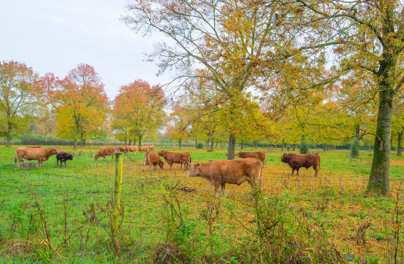 Sustainable Livestock Production Practices and Animal Welfare | Wikifarmer