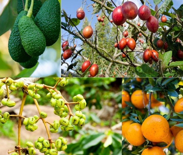 Why Conserve Tropical Fruit Trees, and How Do Farmers Benefit? | Wikifarmer