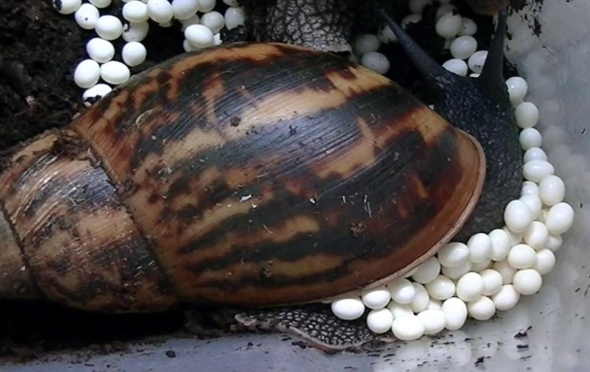 Introduction to Snail Farming: A Beginner's Guide | Wikifarmer